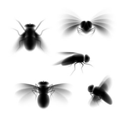 Fly Vector Images (over 800,000)