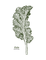 Kale hand draw sketch vegetable Royalty Free Vector Image