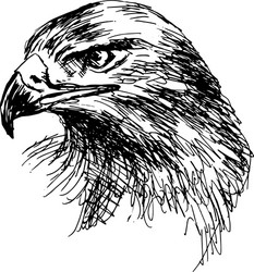 Soaring bald eagle drawing sketch a bird Vector Image