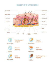 Human skin anatomy background Royalty Free Vector Image