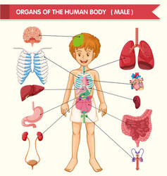 Human body internal organs stomach and lungs Vector Image