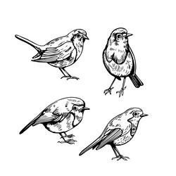 Robin Line Drawing Vector Images (over 410)