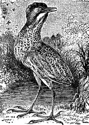 Bittern Vector Images (54)