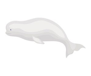 Gray beluga Royalty Free Vector Image - VectorStock