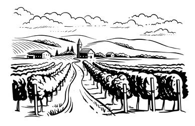 Rows of vineyard grape plants and winery house Vector Image