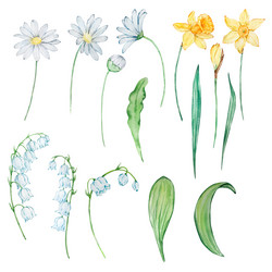 Watercolor daffodil march birth month flower Vector Image
