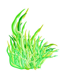 Algae symbol icon design beautiful isolated Vector Image