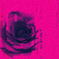 Rose flower halftone screen cmyk colors overlap Vector Image