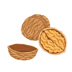 Walnut Cartoon Vector Images (over 2,600)