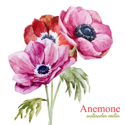 Anemones Royalty Free Vector Image - VectorStock