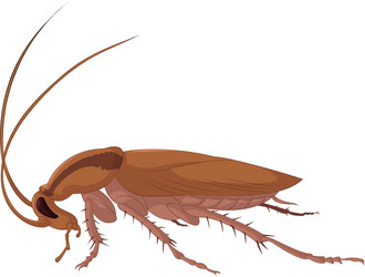 Cockroach Royalty Free Vector Image - VectorStock