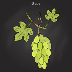 Plant predators such as venus flycatcher sundew Vector Image