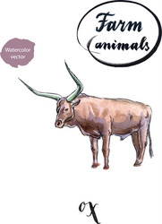 Horned ox grazing on white background Royalty Free Vector