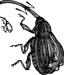 Weevil beetle Royalty Free Vector Image - VectorStock