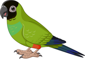 Cartoon quaker parakeet on white background Vector Image