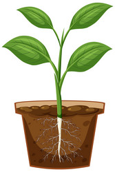 Plant in the pot with root system Royalty Free Vector Image