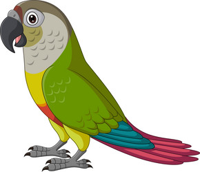 Cartoon conure nanday parakeet on white background