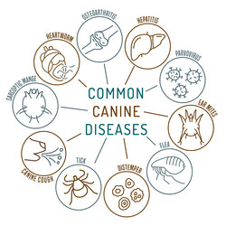 Common canine diseases informative infographics Vector Image
