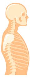 Human body side view Vector Images & Graphics for Commercial Use ...