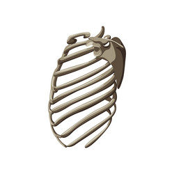 Realistic human skeleton rib cage cartoon Vector Image