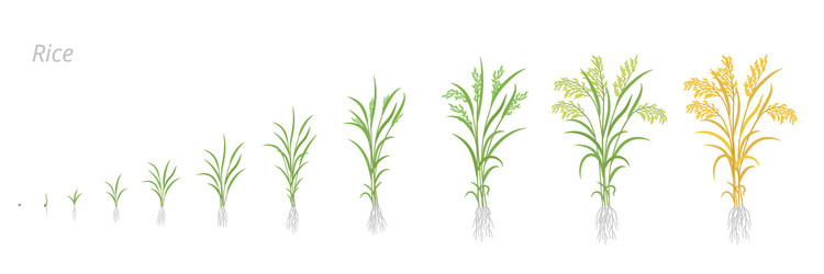 Rice plant growth stages cereal grain ripening Vector Image