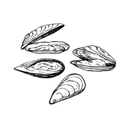 Mussels Drawing Vector Images (over 1,800)