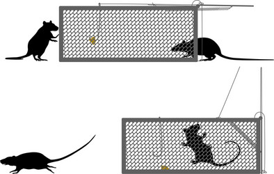 Rat Trap Vector Images (over 510)