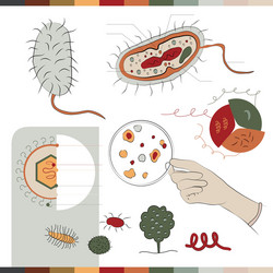 Rod Shaped Bacteria Bacilli Vector Images (36)