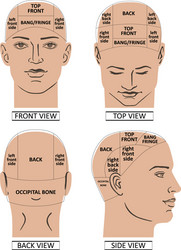 Man head divisions scheme Royalty Free Vector Image