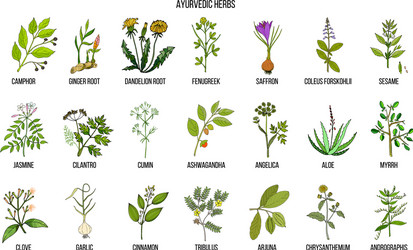 Camphor Icon Vector Images (over 120)