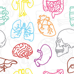 Human organs signs seamless pattern background Vector Image
