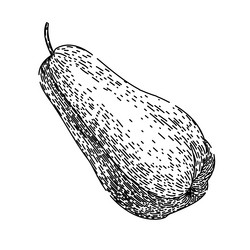 Asian chayote healthy sketch hand drawn Royalty Free Vector