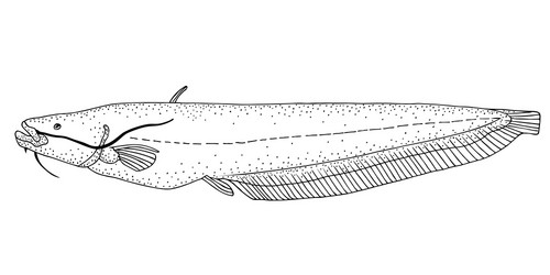 Catfish Line Drawing Vector Images (over 130)