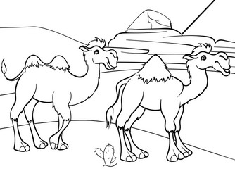 Two camels in desert children color book Vector Image