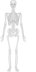 Skeletal system Royalty Free Vector Image - VectorStock