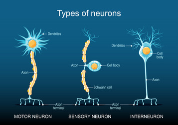 Neuron Anatomy Diagram Royalty Free Vector Image