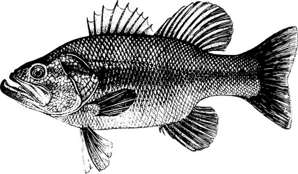 Bass fish skeleton monochrome concept Royalty Free Vector