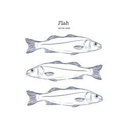 Yellowtail snapper fish gulf of mexico cartoon Vector Image
