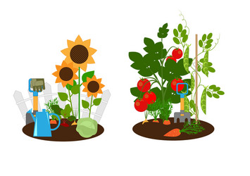 Garden with vegetable plants growing in Royalty Free Vector