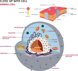 Anatomy of animal cell with words Royalty Free Vector Image