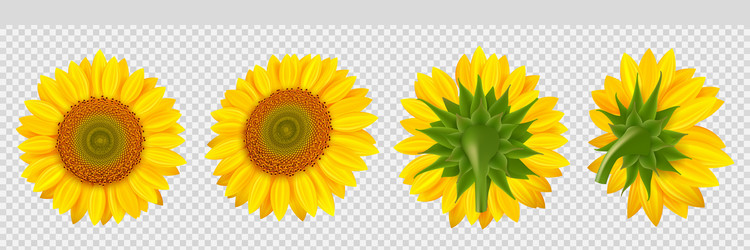 Sunflowers realistic summer botanical floral Vector Image