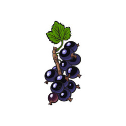 Black currant ripe cartoon Royalty Free Vector Image