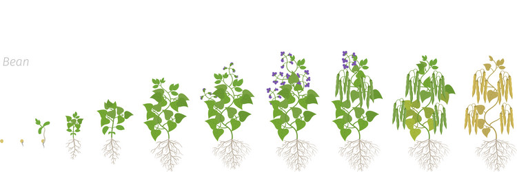 Bean Plant Growth Stages Vector Images (over 330)