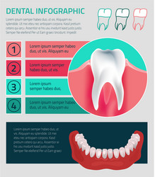 Human teeth infographic Royalty Free Vector Image