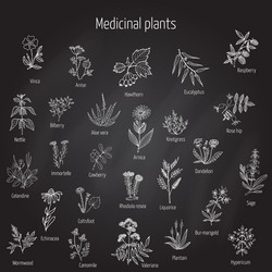 Medical plants Royalty Free Vector Image - VectorStock