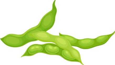 Open and closed green soybean pods items Vector Image