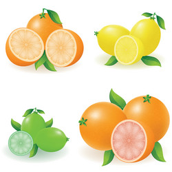 Citrus Vector Images (over 100,000)