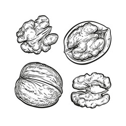 Ink sketch of walnuts Royalty Free Vector Image