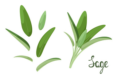 Botanical Sage Drawing Vector Images (over 590)
