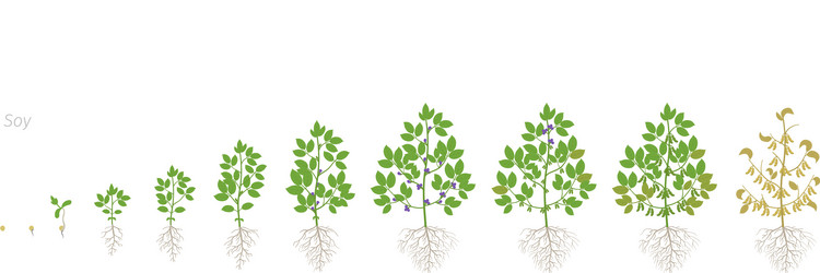 Growth stages bean plant with roots Royalty Free Vector